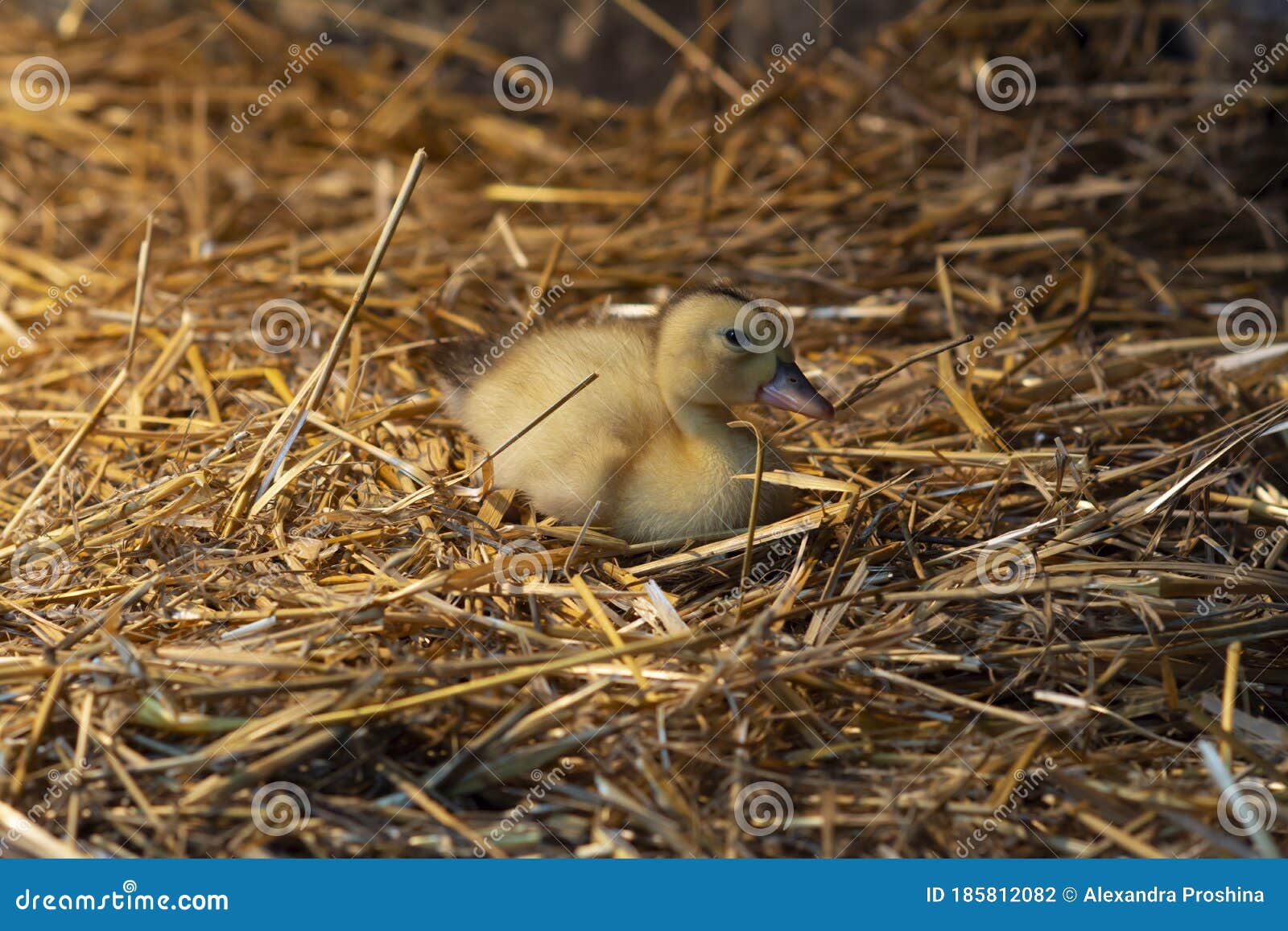 One-day-old Duckling of the Mulard Breed on a Straw in the Barn Stock ...