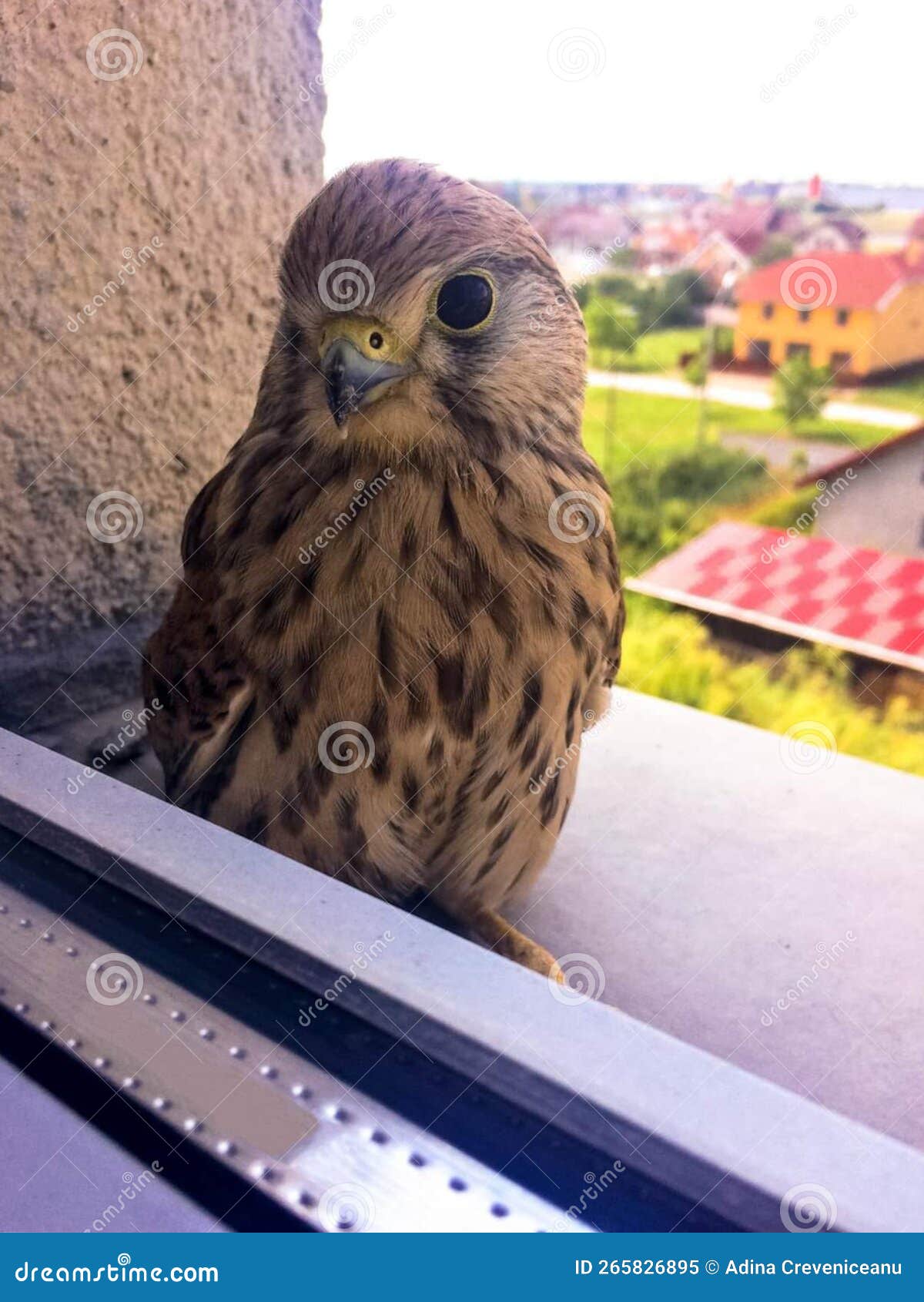 Young Hawk Stock Photography | CartoonDealer.com #31082852