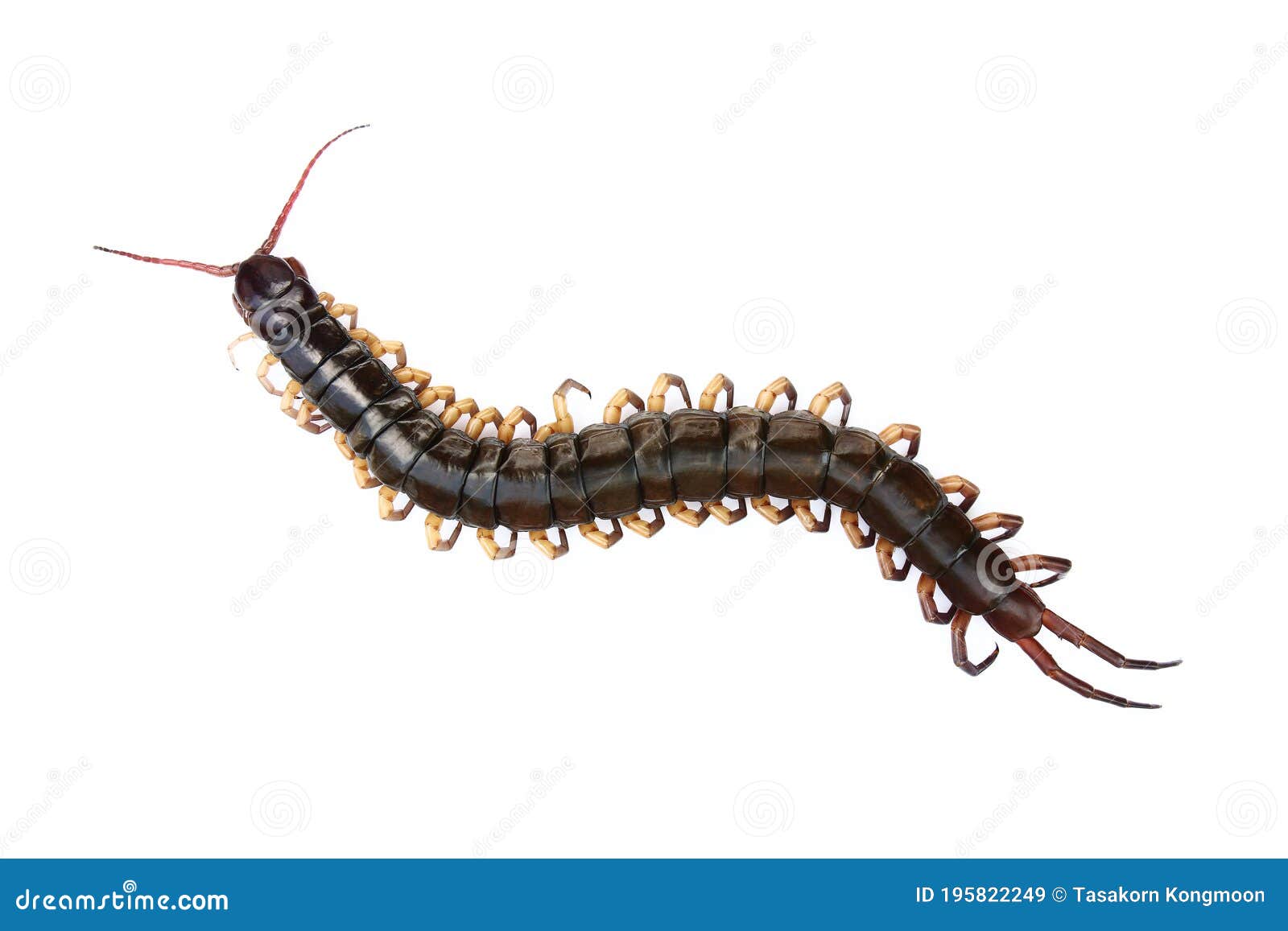 One Dead Centipede Isolated on White Stock Image - Image of dangerous ...