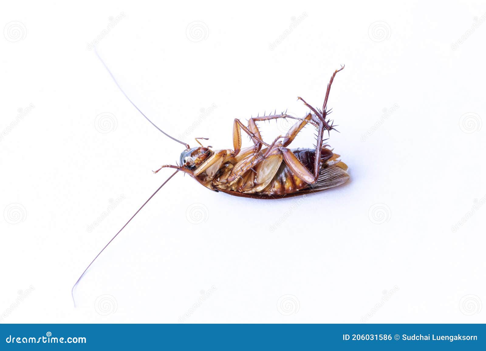 One Dead Cockroach on a White Background Stock Photo - Image of outside ...