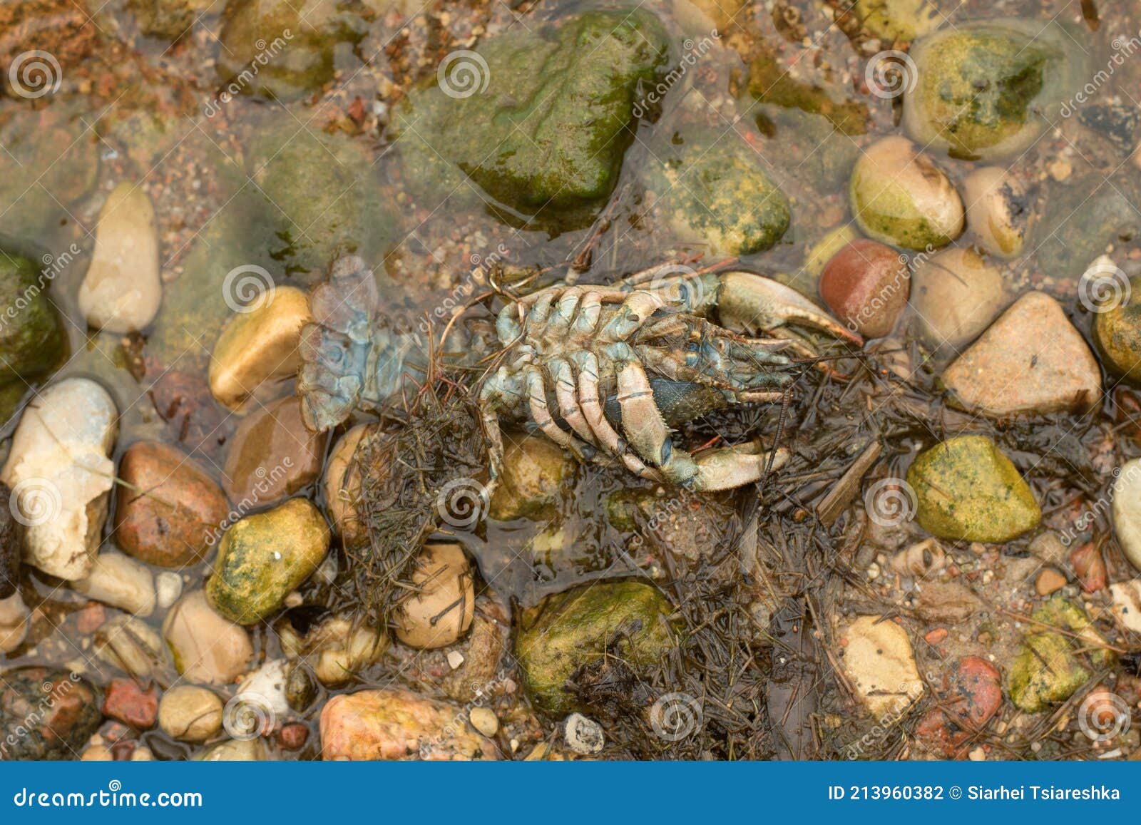 One Dead Crayfish Astacus Lies on the Shore Stock Photo - Image of rock ...