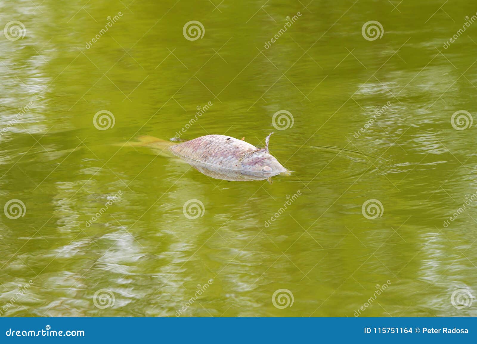 Dead Fish on the Surface of the Pond Stock Photo - Image of beauty ...