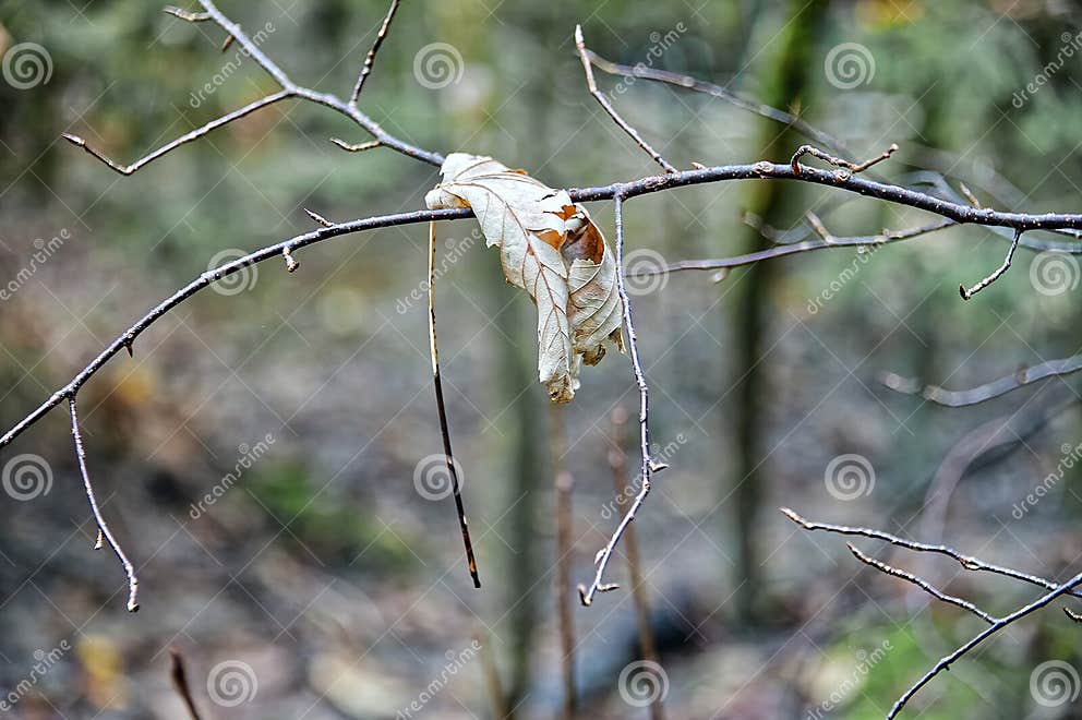 One Dead Leave Hanging on the Tree Stock Image - Image of environment ...