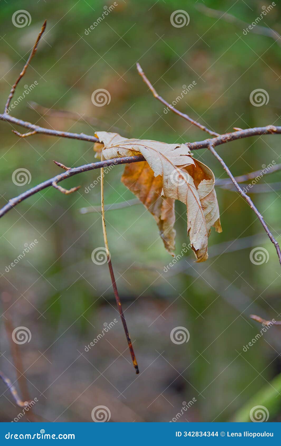 One Dead Leave Hanging on the Tree Stock Photo - Image of backgrounds ...