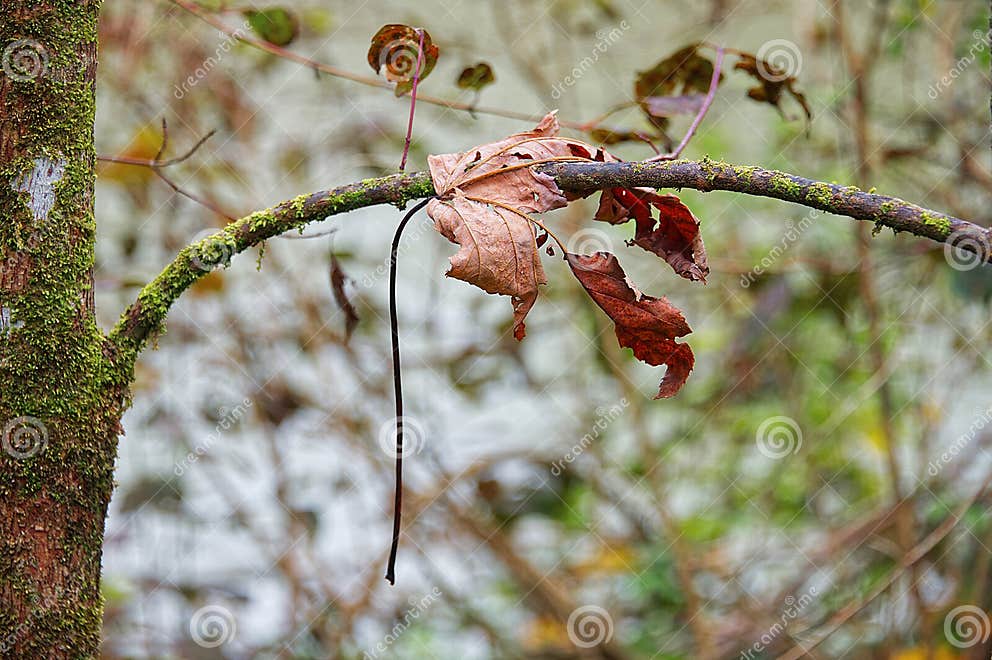 One Dead Leave Hanging on the Tree Stock Image - Image of color, hires ...