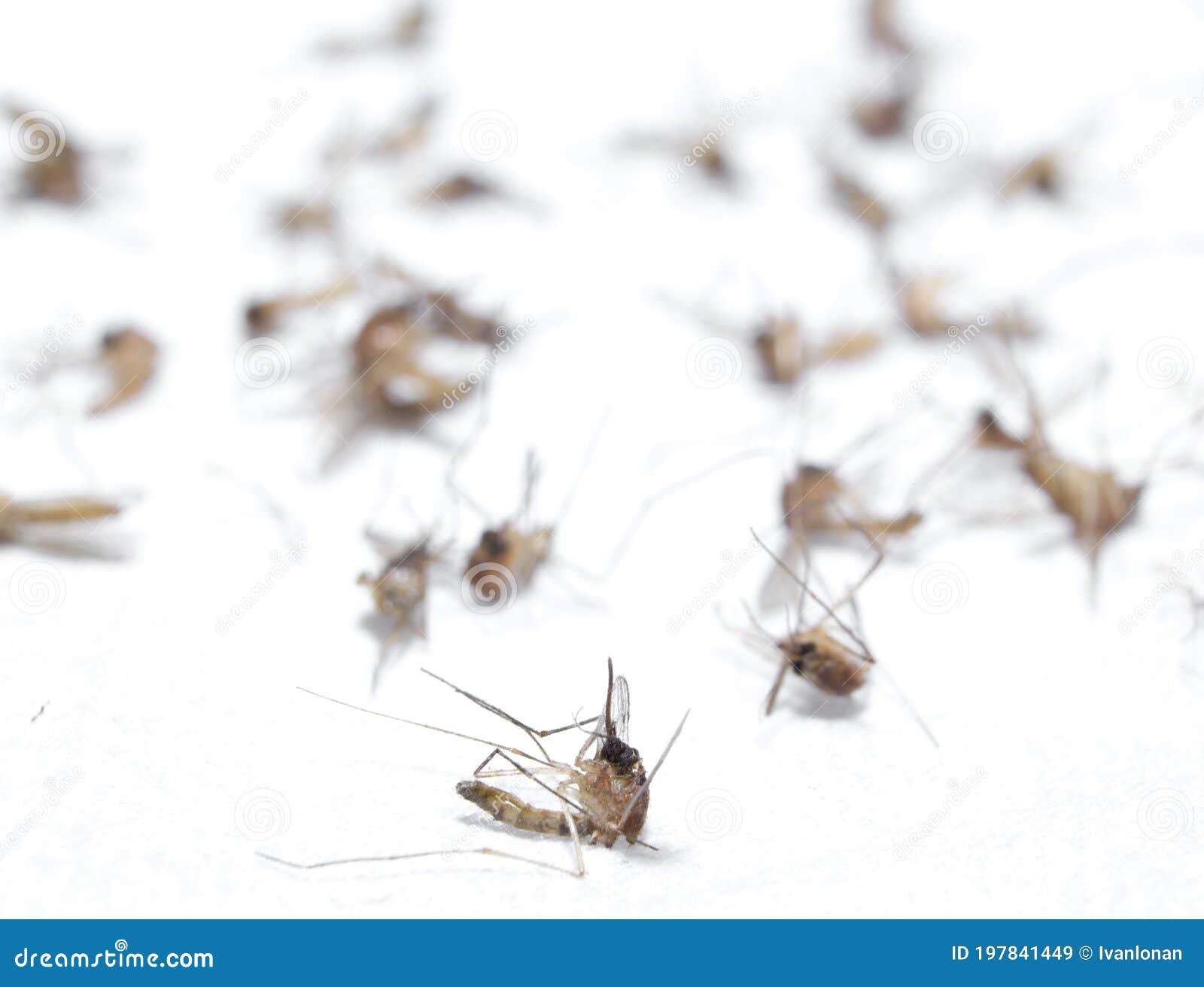 Dead Mosquito Isolated on White Stock Image - Image of mosquito ...