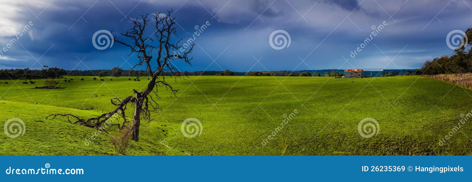 One Dead Tree in Green Grass Field with Rain Cloud Stock Image - Image ...