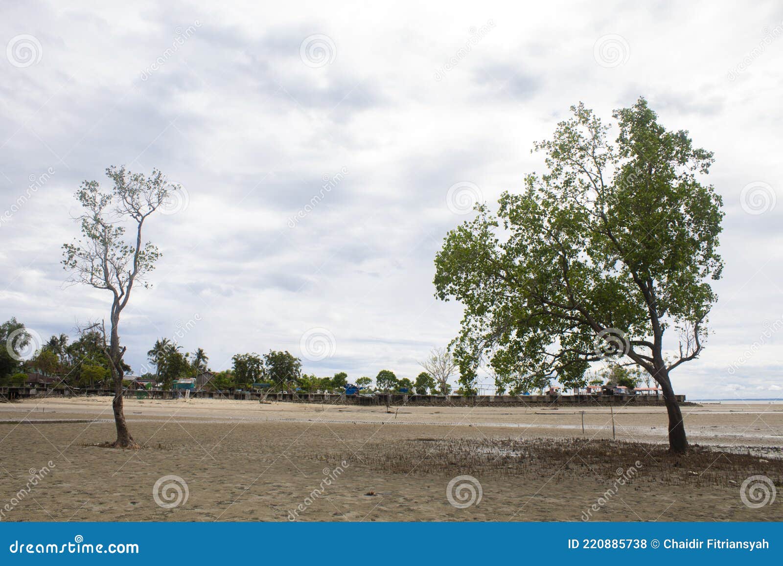 One Dead Tree and One Living Tree Stock Photo - Image of pine ...