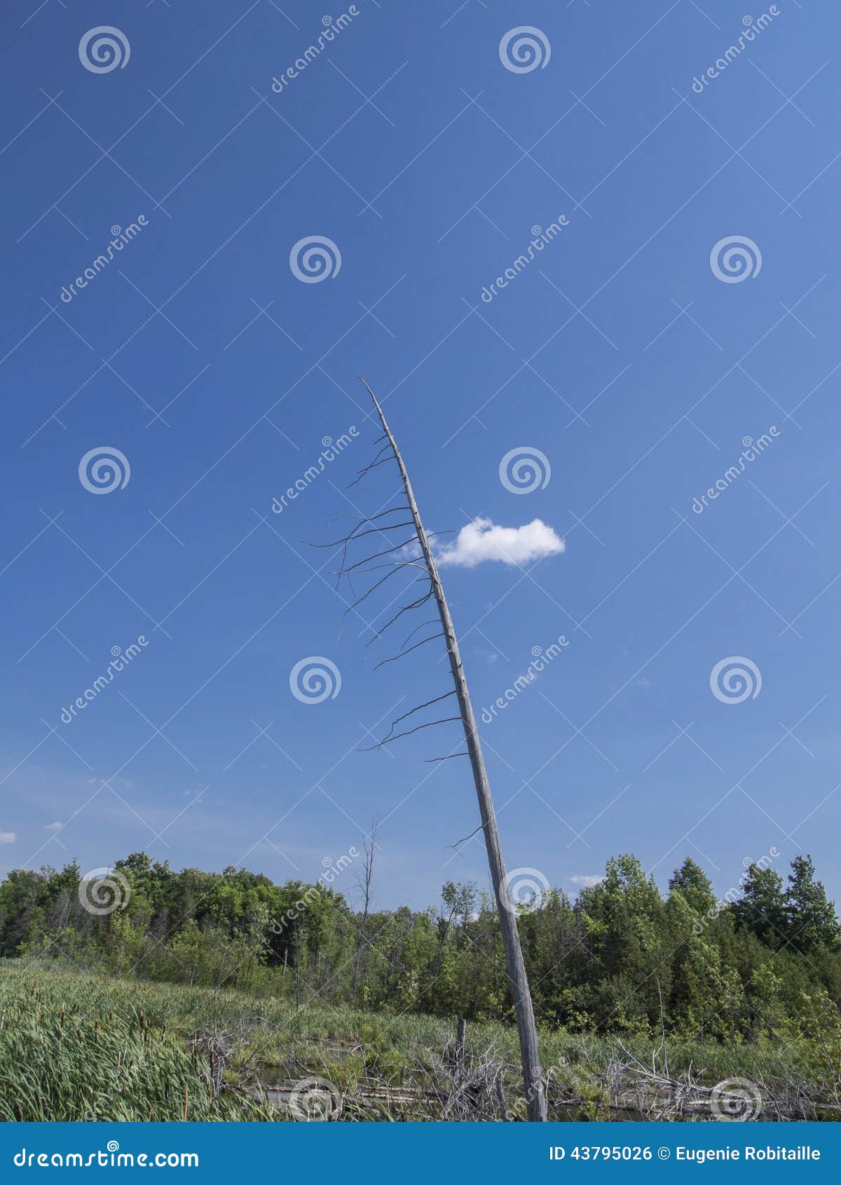 One Dead Tree Still Standing. Stock Photo - Image of summer, trees ...