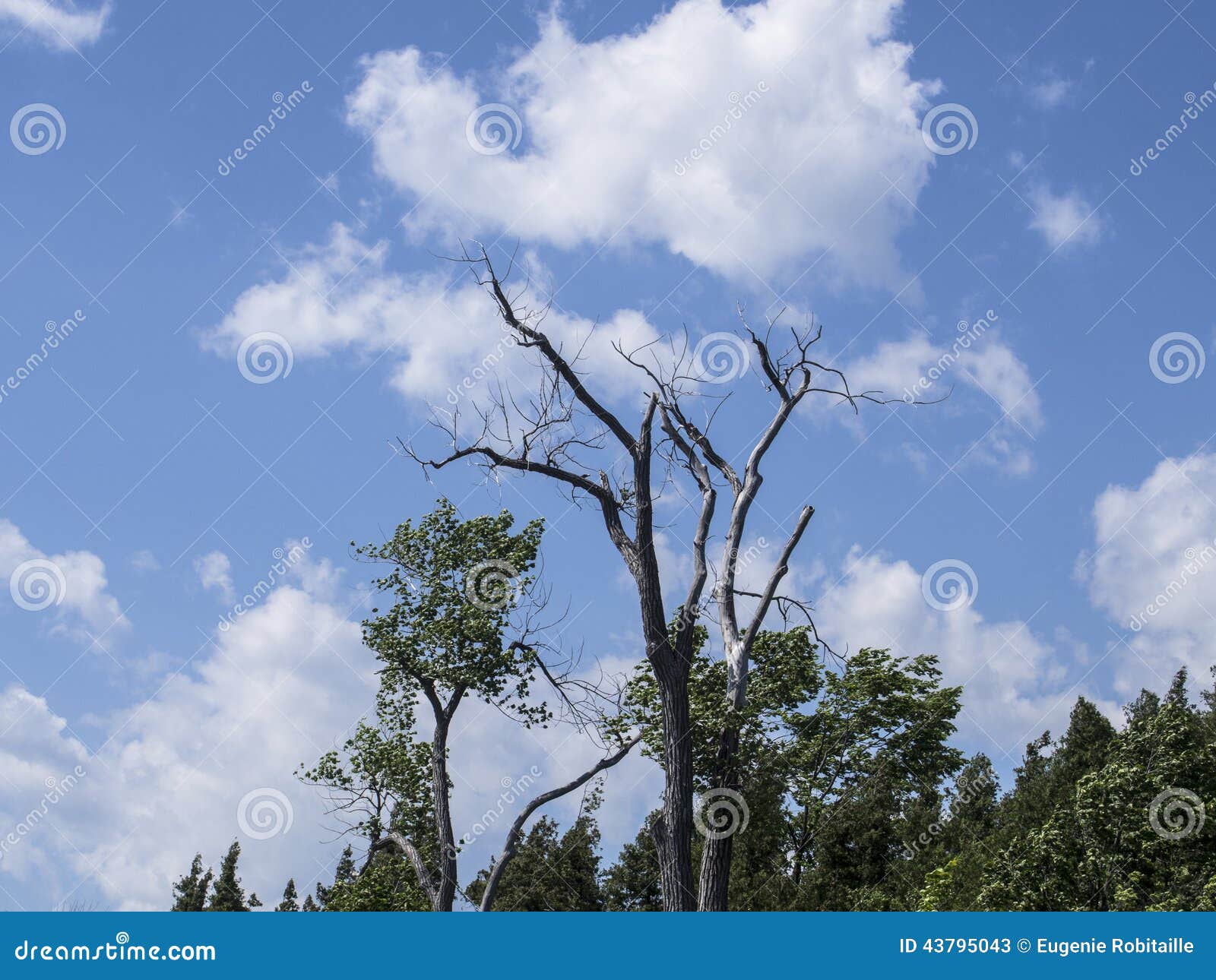 One Dead Tree Still Standing. Stock Image - Image of trees, summer ...