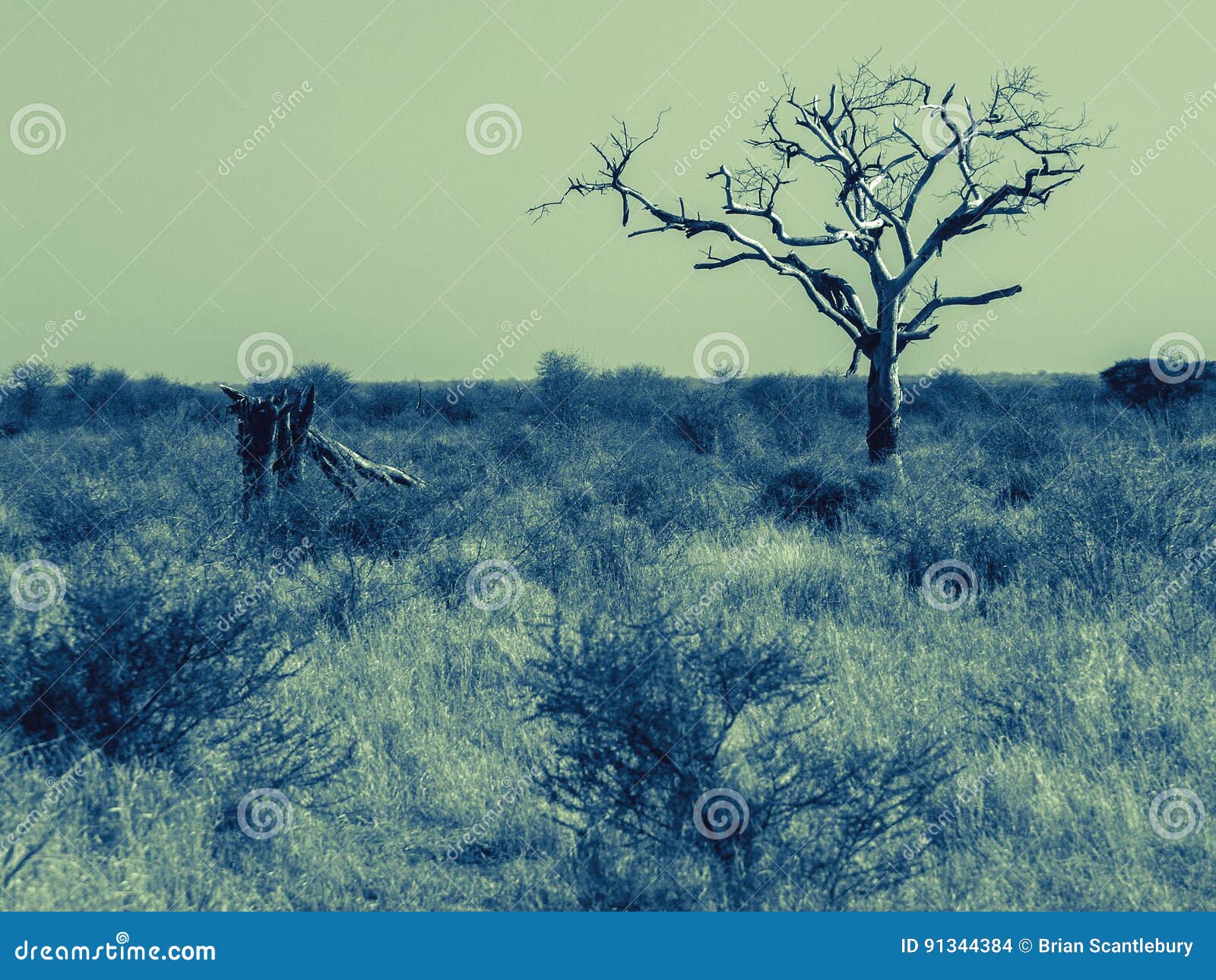 One Dead Tree in Wide African Landscape. Stock Photo - Image of scenic ...