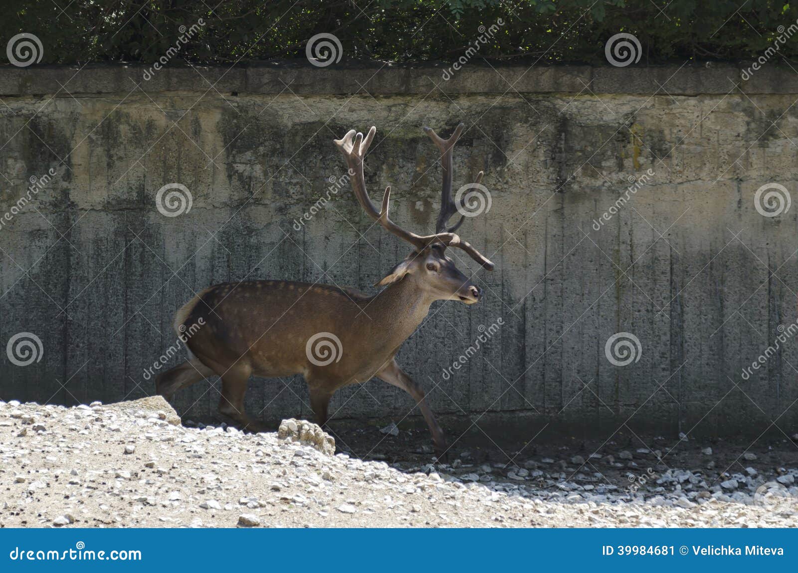 One deer out a turn stock image. Image of mammal, wild - 39984681