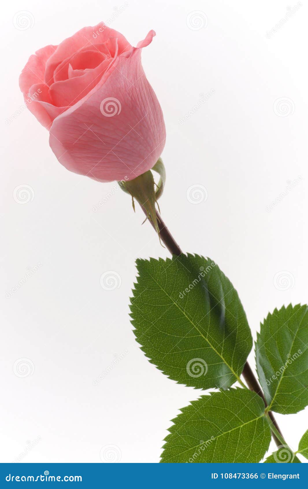 One Pale Pink Rose Flower Isolated on White Background Stock Photo ...