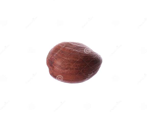 One Delicious Hazel Nut Isolated on White Stock Image - Image of food ...