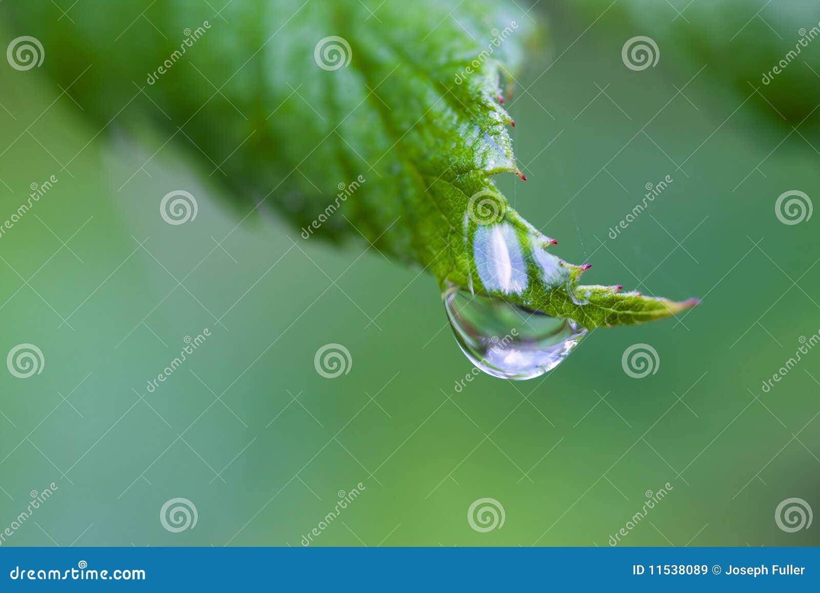 One Dew Drop on a Leaf. stock image. Image of abstract - 11538089