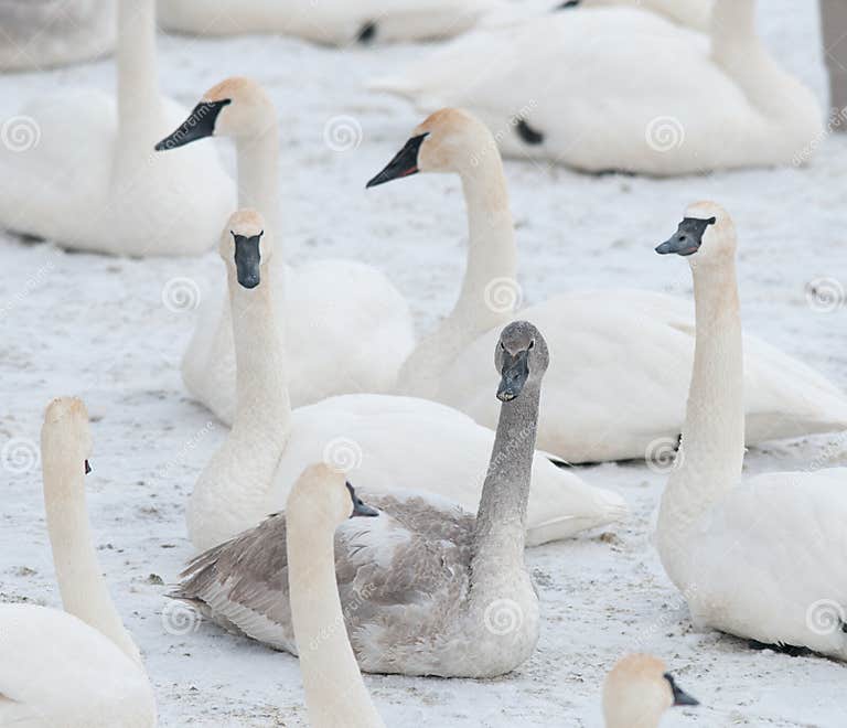 One of these is Different from the Others Stock Image - Image of wild ...