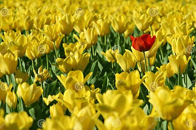 One is Different from the Others 6. Stock Photo - Image of difference ...