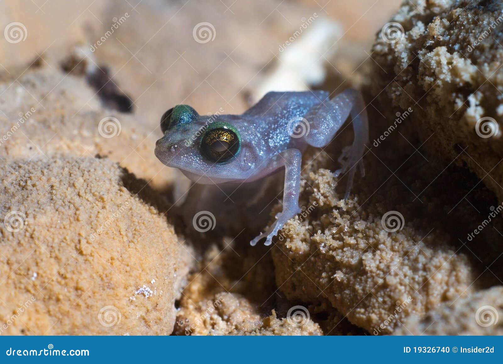 One Dime Size Cuban Cave Frog Close-up Stock Photo - Image of caribbean ...