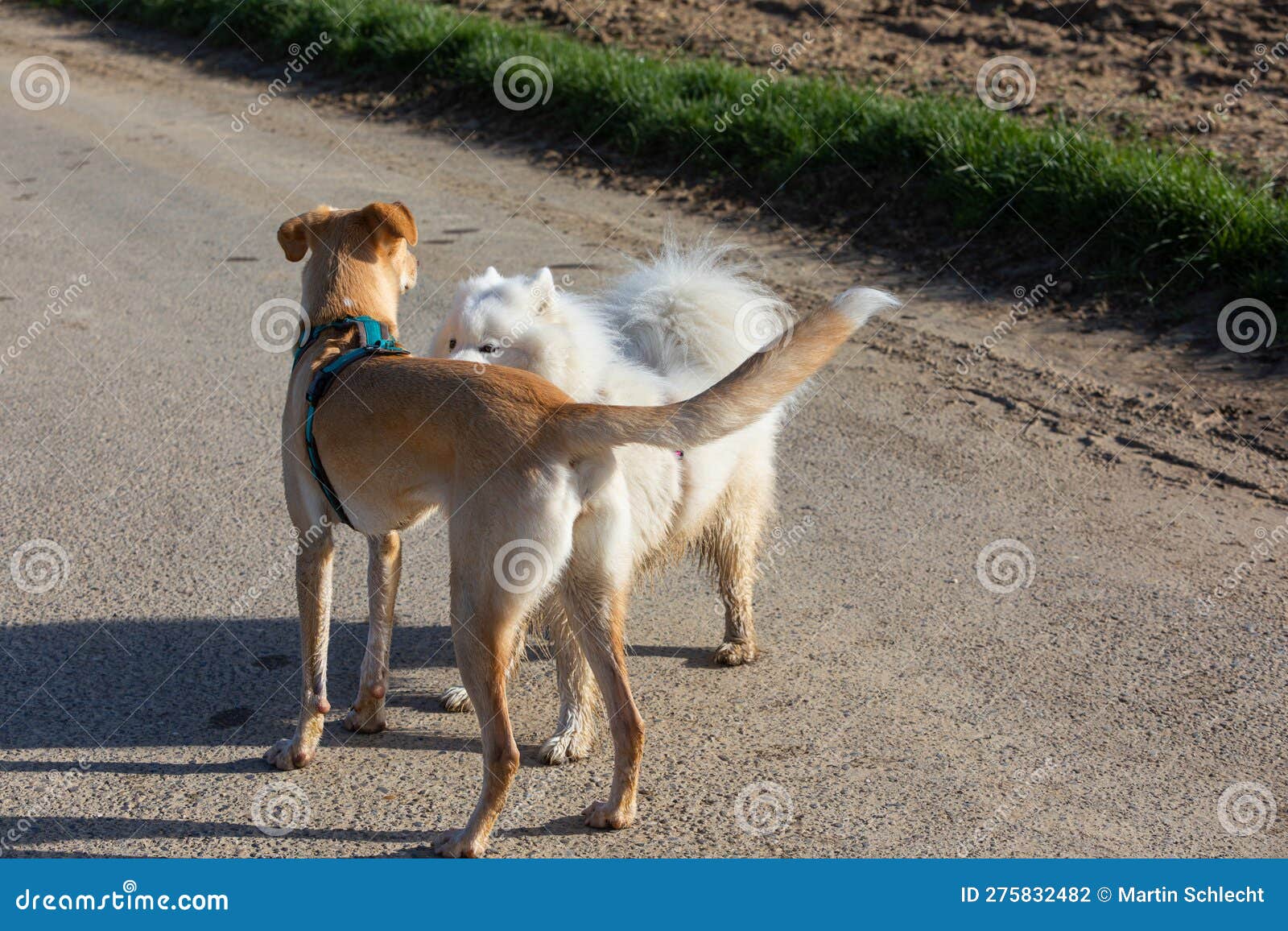One Dog Blocks Another in Walking Stock Photo - Image of tblocking ...