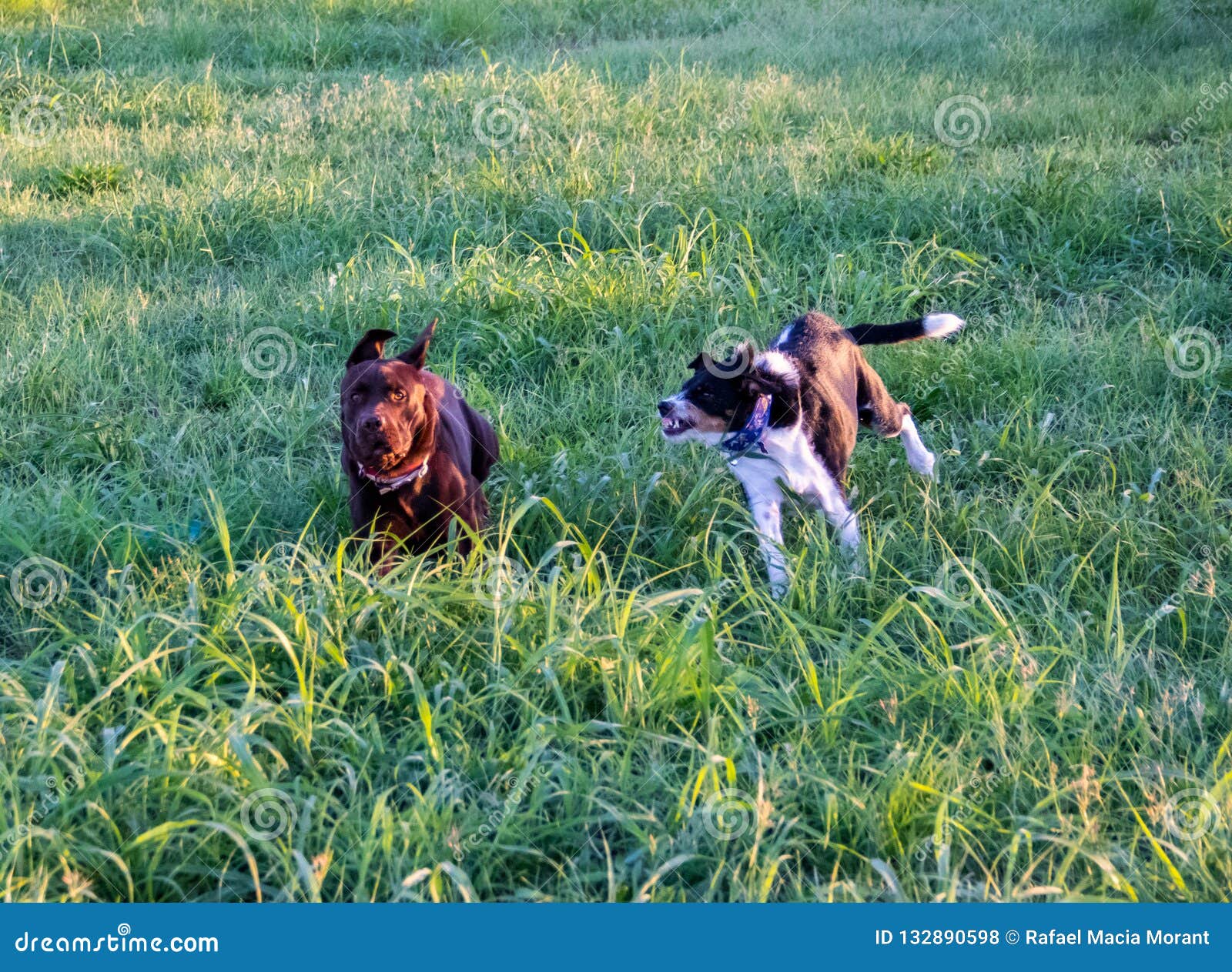 One Dog Chasing Other Dog Trying To Bite Stock Photo - Image of great ...