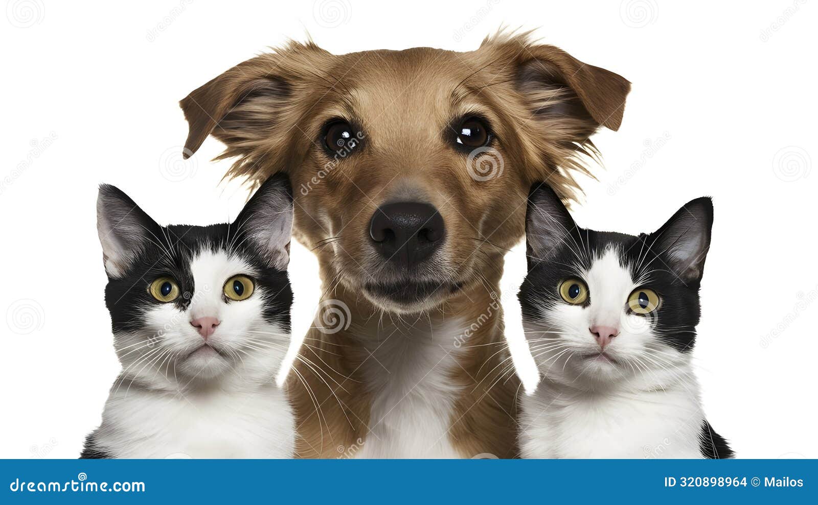 One Dog, Two Cats Together on a White Background. Stock Photo - Image ...