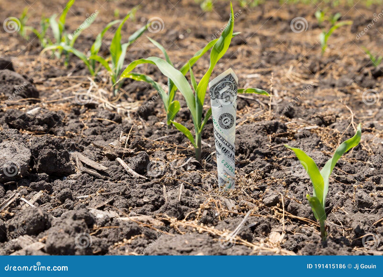One Dollar Bill in Row of Growing Corn in Cornfield Stock Photo - Image ...