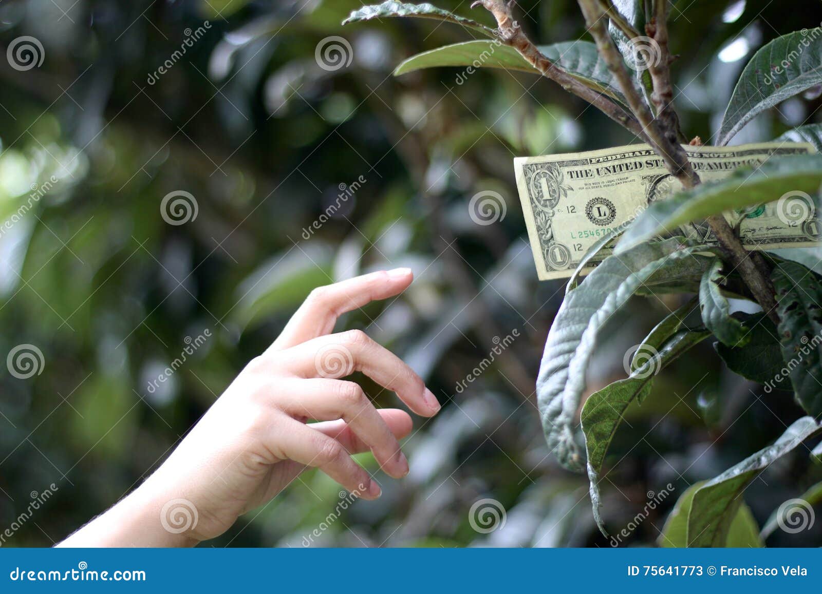 One dollar bill on tree stock image. Image of money, picking - 75641773