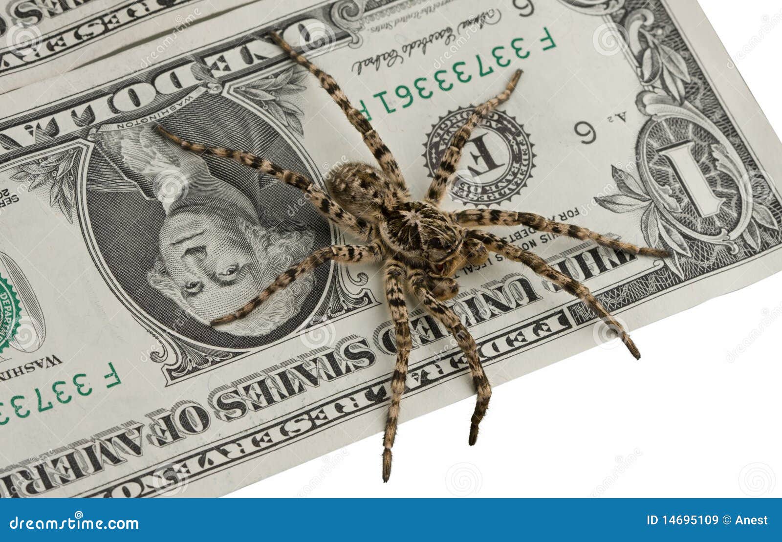 One Dollar Note and Poison Spider Stock Image - Image of carapace, fear ...