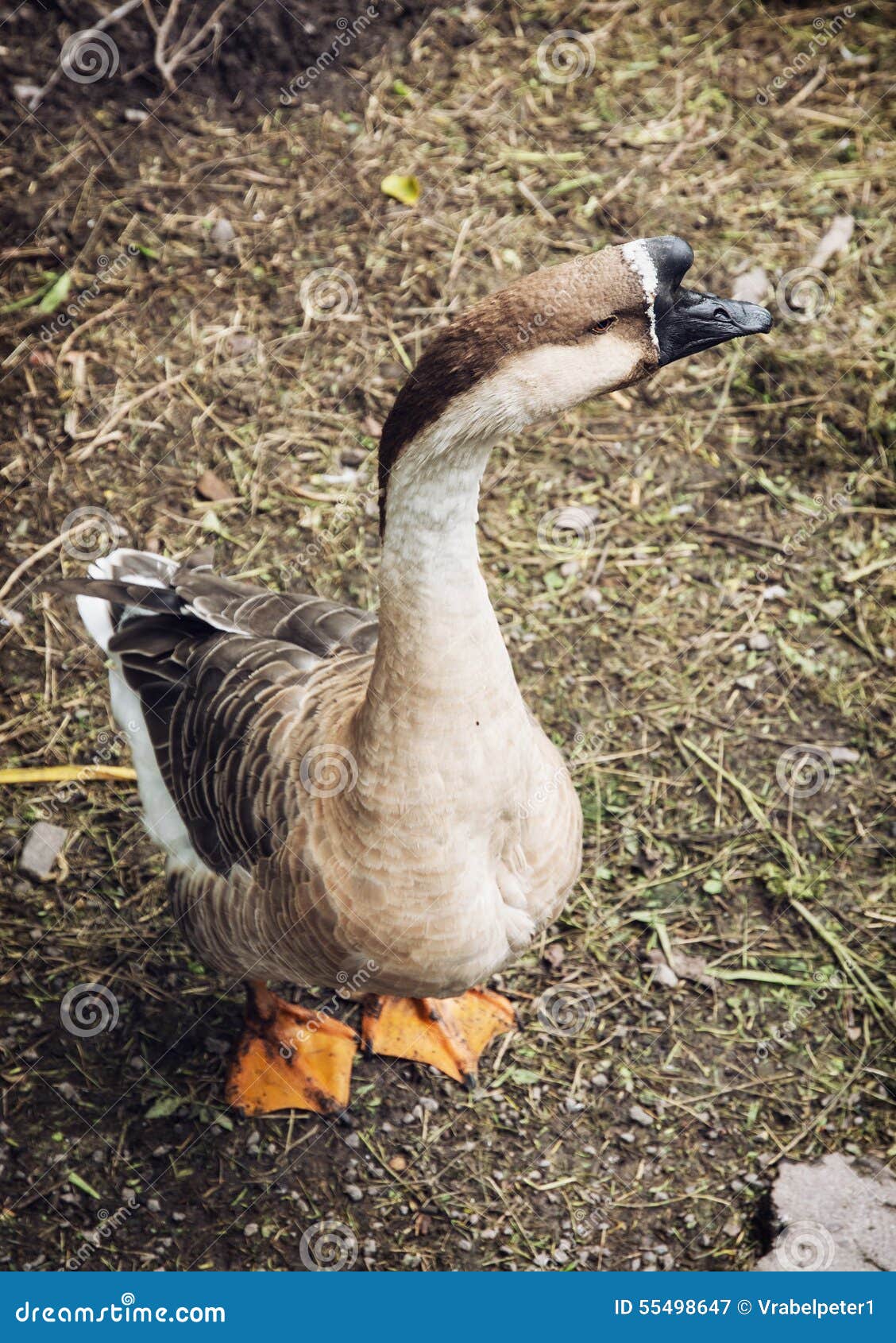 One Domestic Goose on the Farmyard Stock Image - Image of agriculture ...
