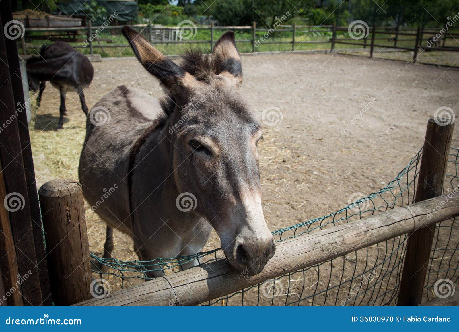 One donkey stock photo. Image of jack, rural, snout, mule - 36830978