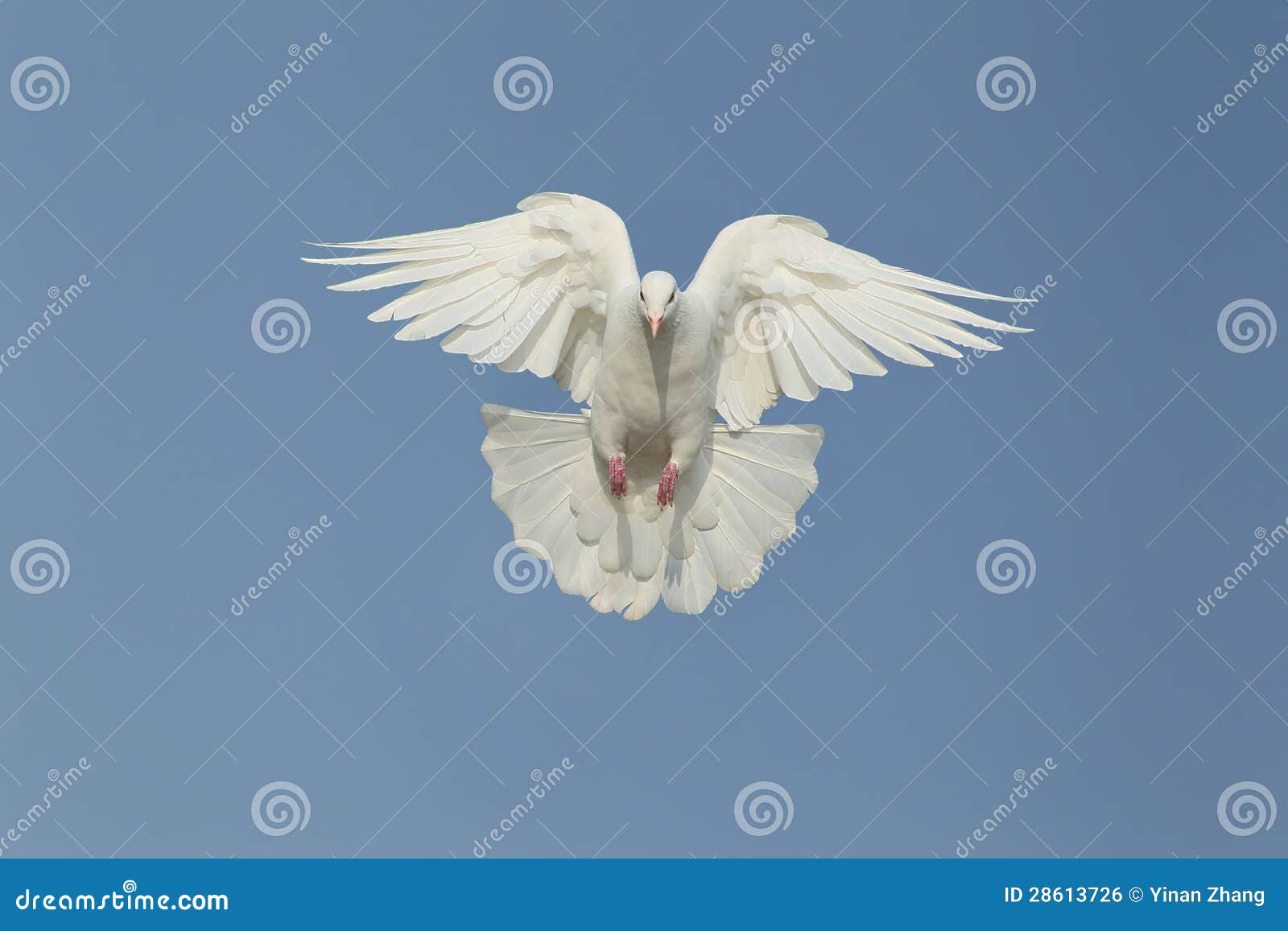 One Dove stock photo. Image of dove, front, daytime, sunshine - 28613726
