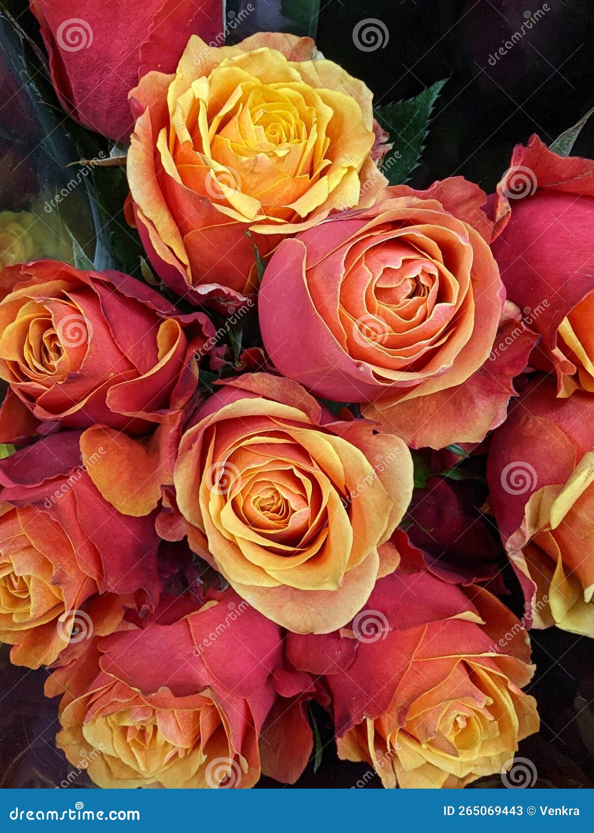 One Dozen Orange Roses stock image. Image of purple - 265069443