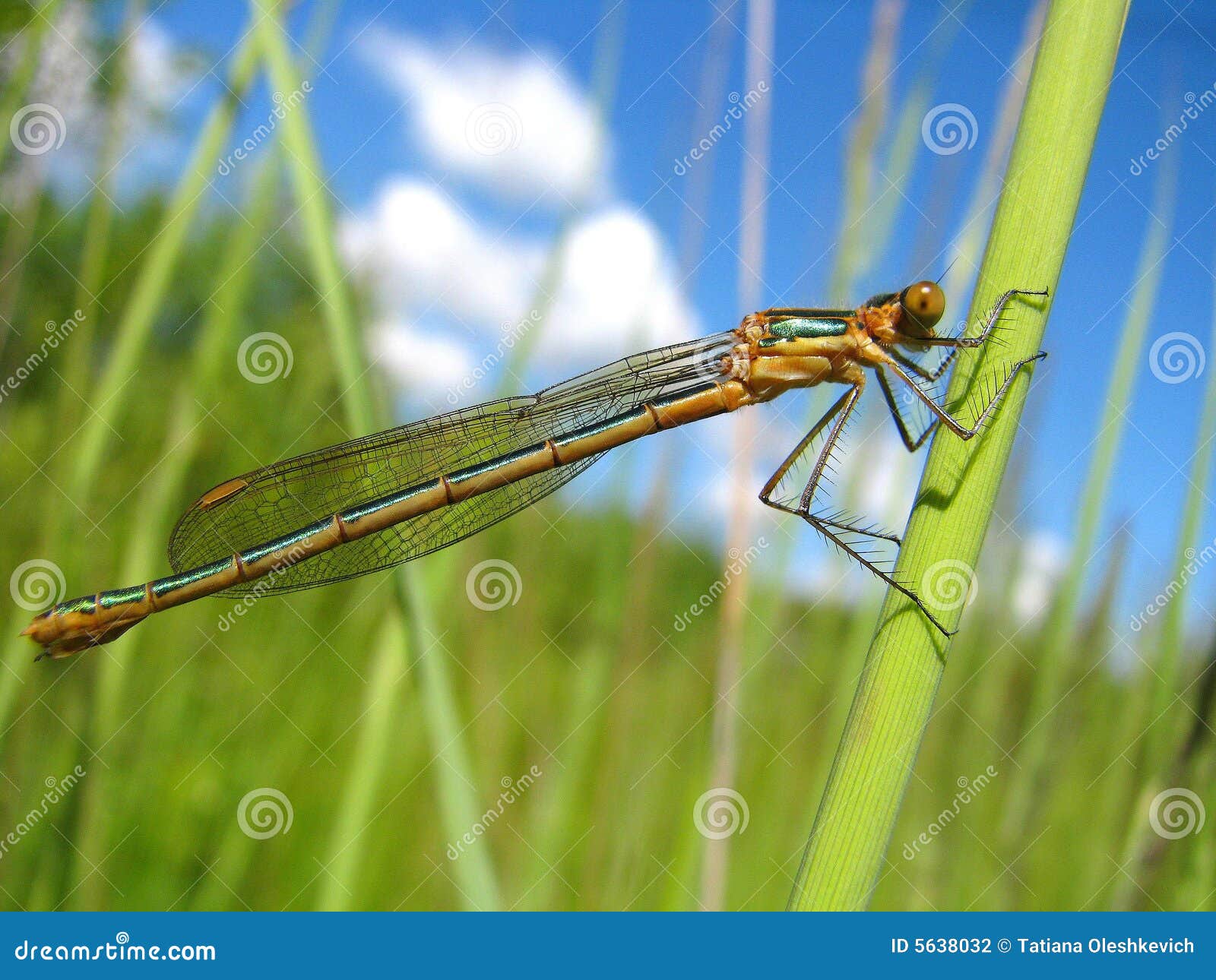 One Dragonfly on the Green Grass Stock Photo - Image of damsels, pond ...
