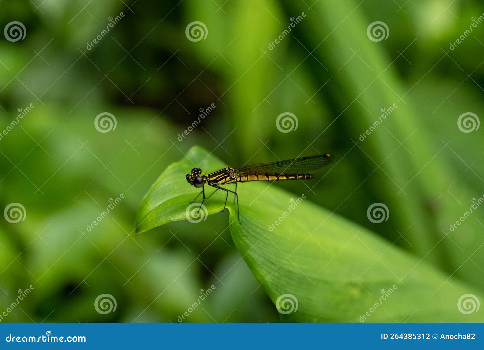 One Dragonfly at Nature Green Background Stock Photo - Image of ...