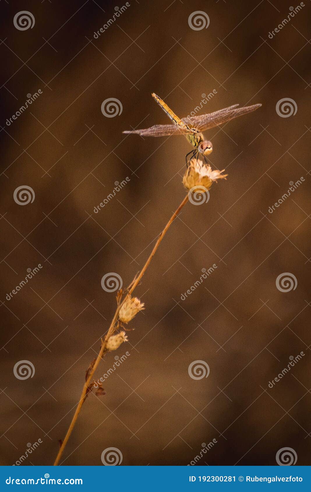 One Dragonfly Resting on a Plant Stock Image - Image of dragonflies ...