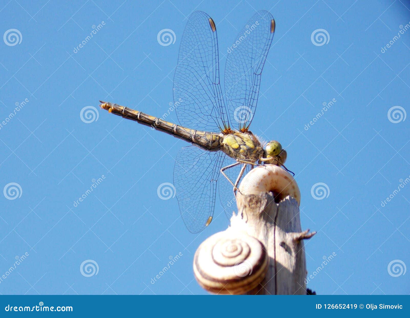 Dragonfly Standing on a Snail Stock Image - Image of wings, standing ...