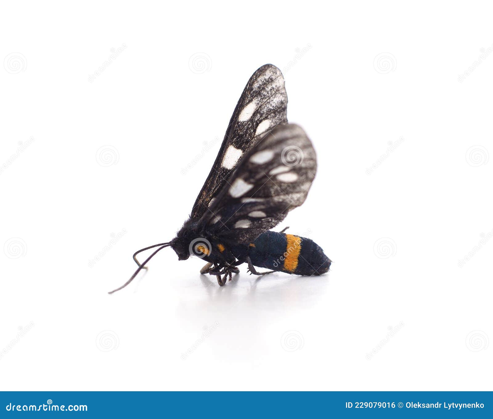 Dried Arthropoda Gammarus Pulex By Microscope. Small Crustacean ...