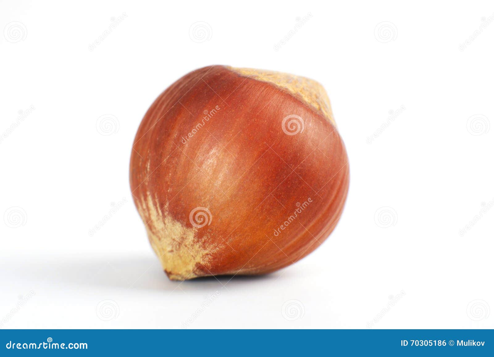 One dried hazelnut closeup stock photo. Image of beautiful - 70305186
