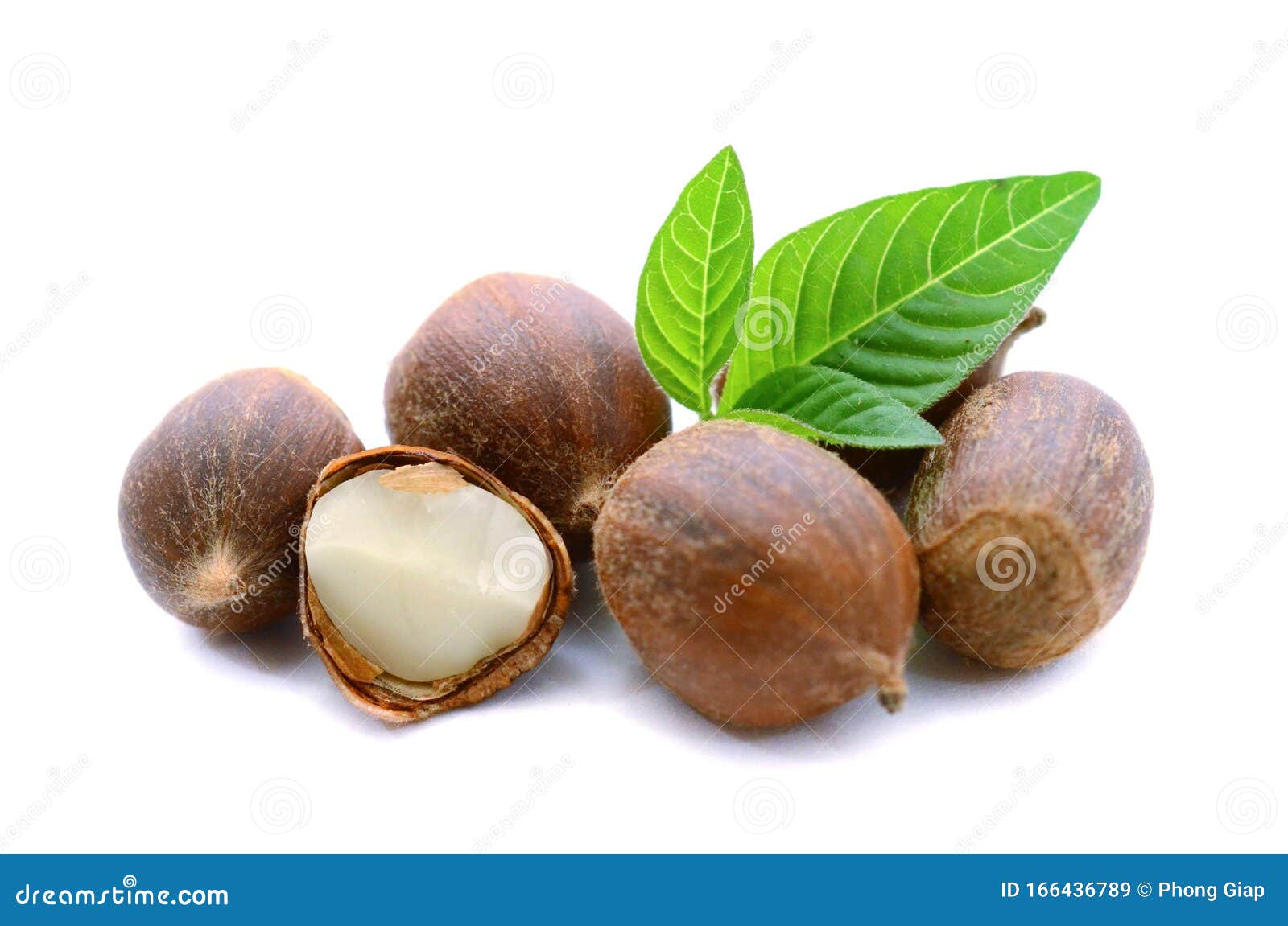 One Hazelnut Isolated on White Background Macro. Stock Image - Image of ...