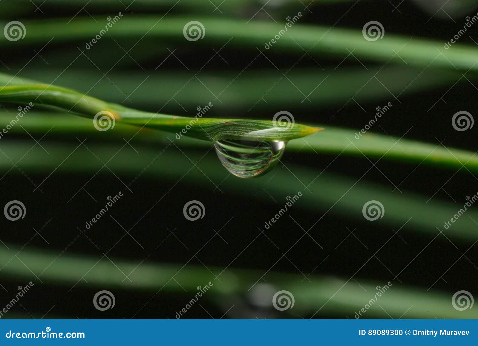One drop of dew stock photo. Image of natural, spring - 89089300