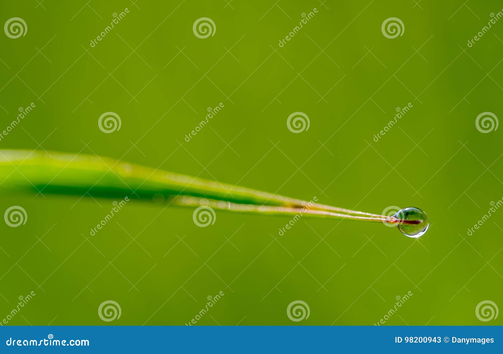 One drop stock image. Image of beautiful, rain, raindrop - 98200943