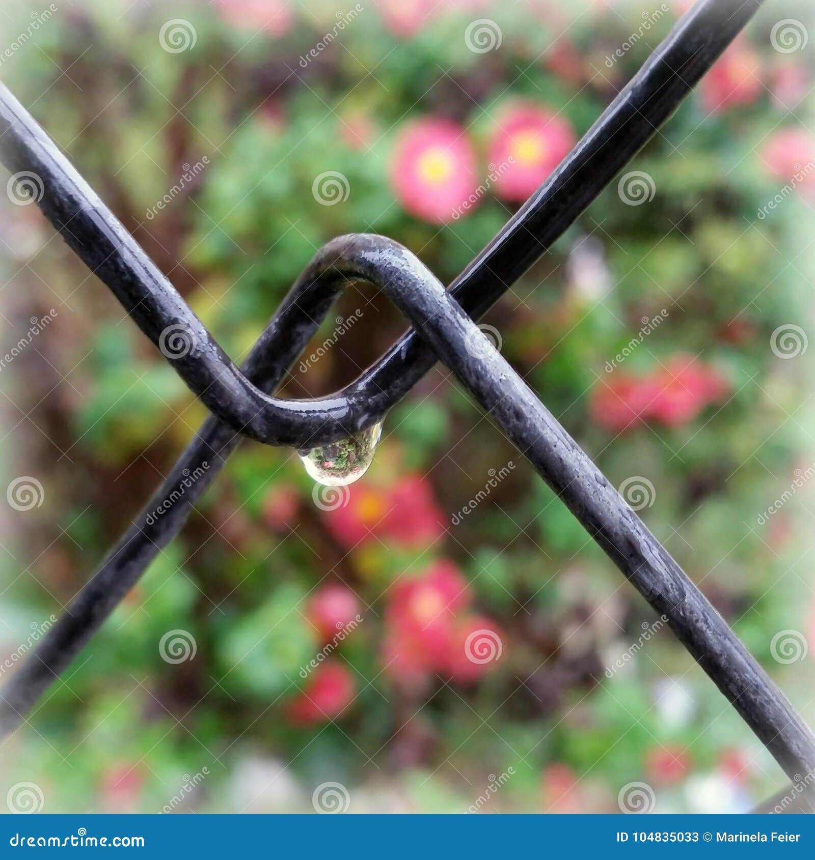 One drop of rain stock image. Image of purple, garden - 104835033