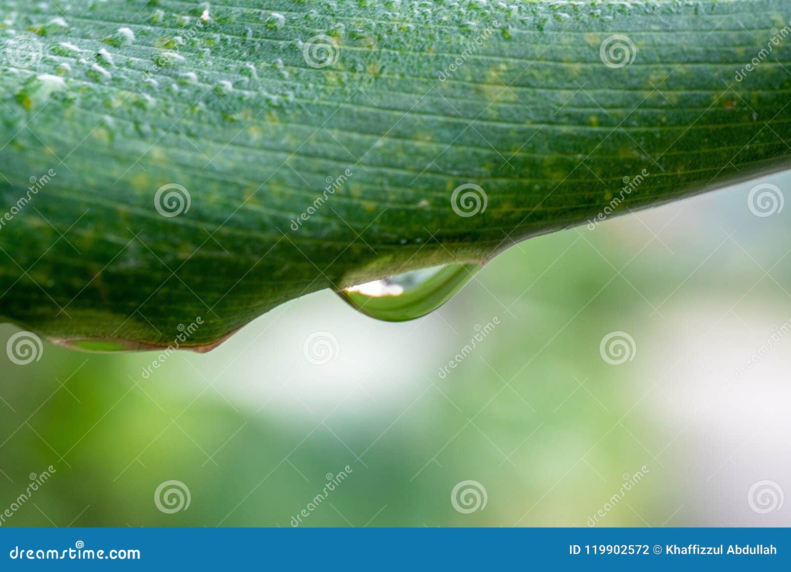 One drop only will fall stock photo. Image of healthy - 119902572