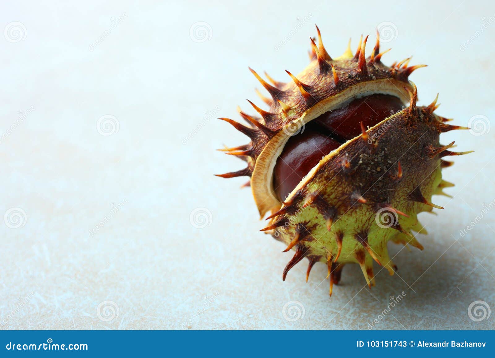 One Dry Chestnut in a Prickly Shell Stock Image - Image of space, close ...