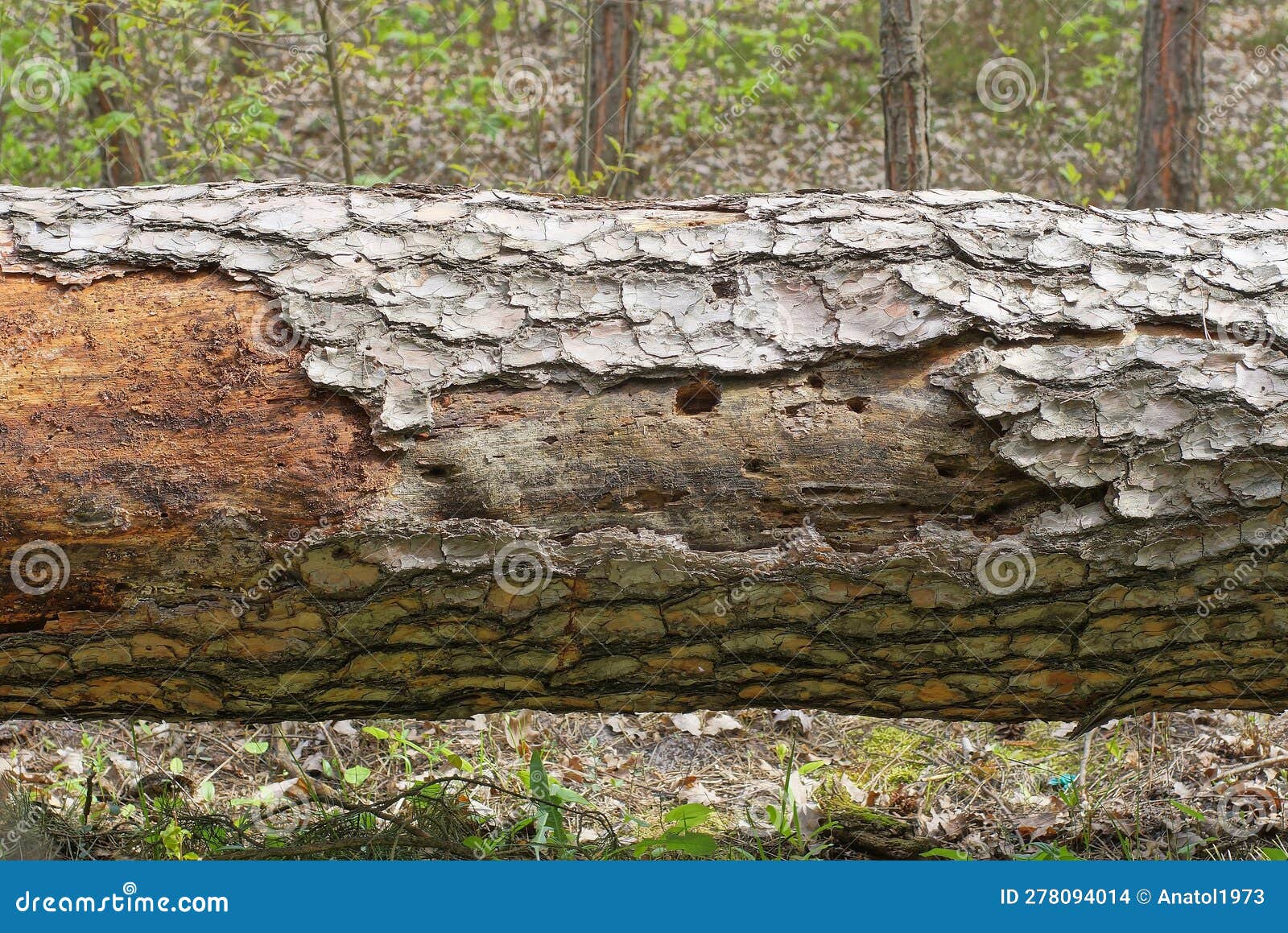 One Dry Fallen Brown Pine Tree with Pieces of Bark Stock Photo - Image ...