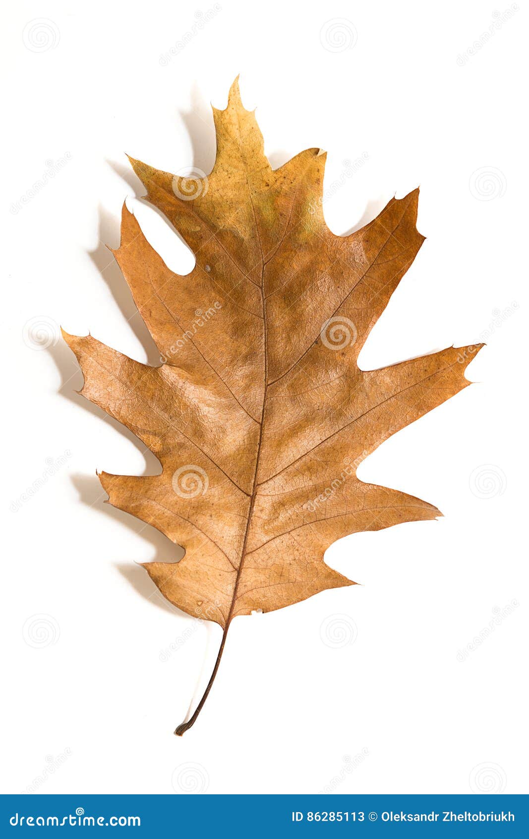 One Dry Fallen Oak Leaf on White Stock Image - Image of leaf, ochre ...