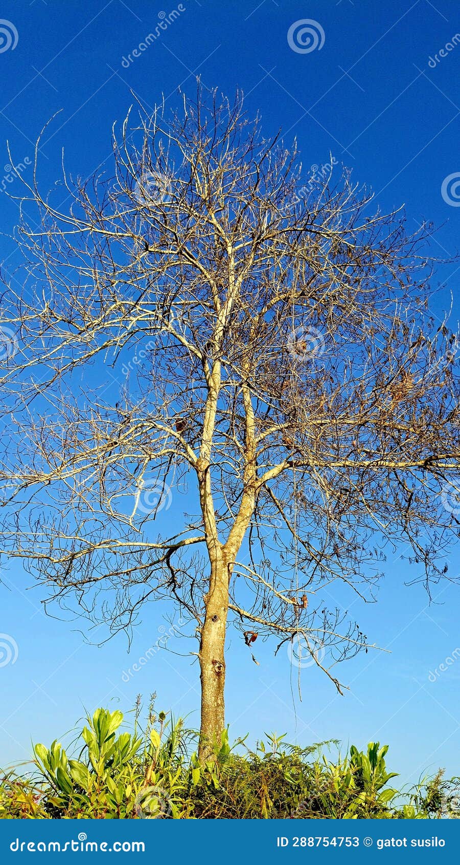 One Dry Tree with a Blue Sky Background Stock Image - Image of blue ...