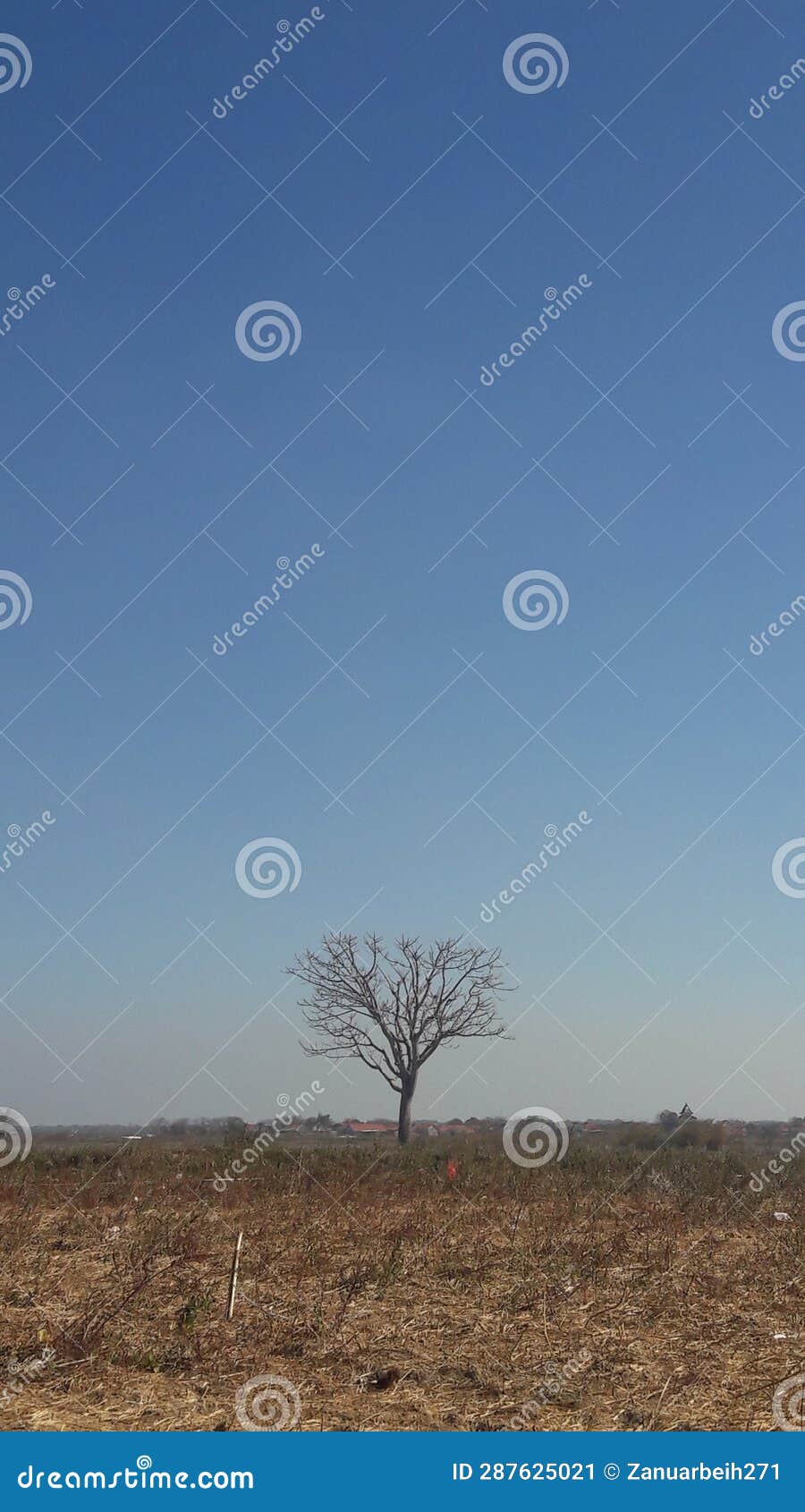 One dry tree stock image. Image of indonesia, tree, city - 287625021