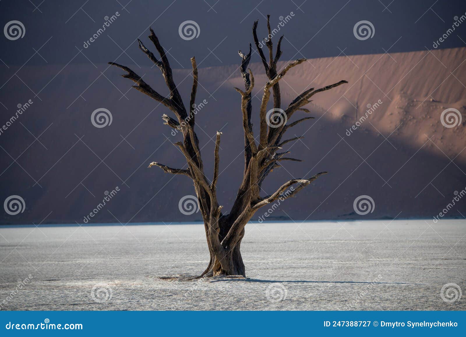 One Dry Tree in the Middle of a Desert in Namibia. Stock Image - Image ...