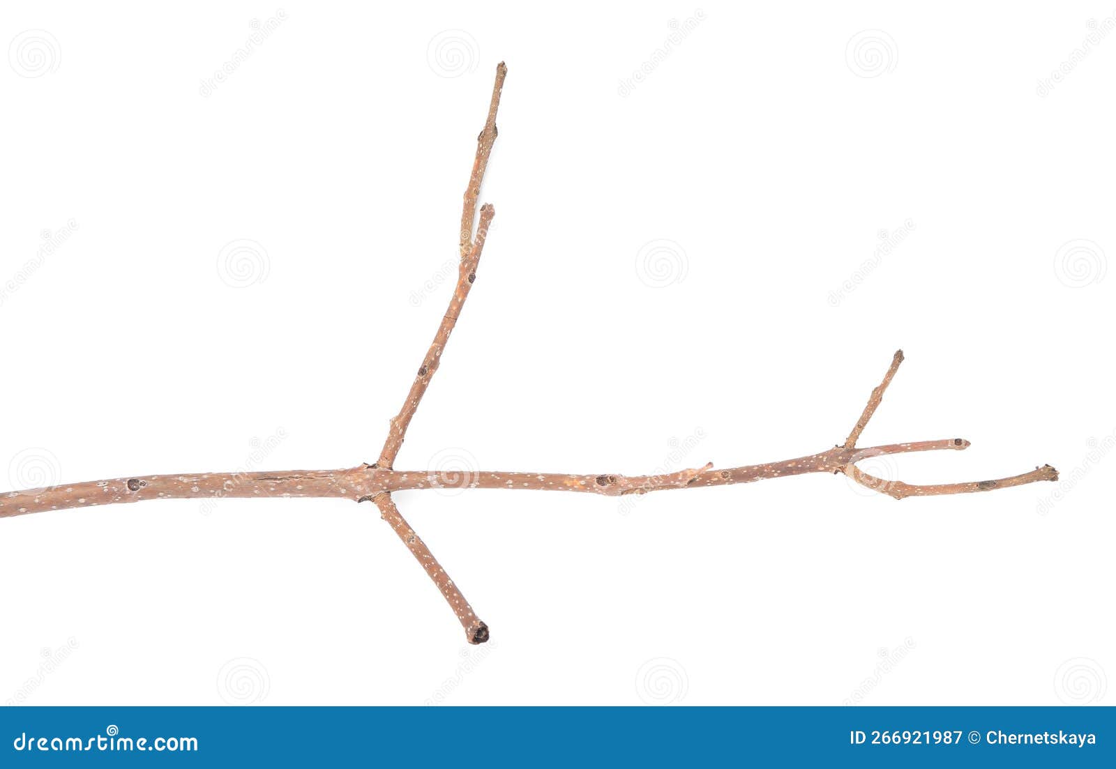 One Dry Tree Twig Isolated on White Stock Image - Image of botanic ...